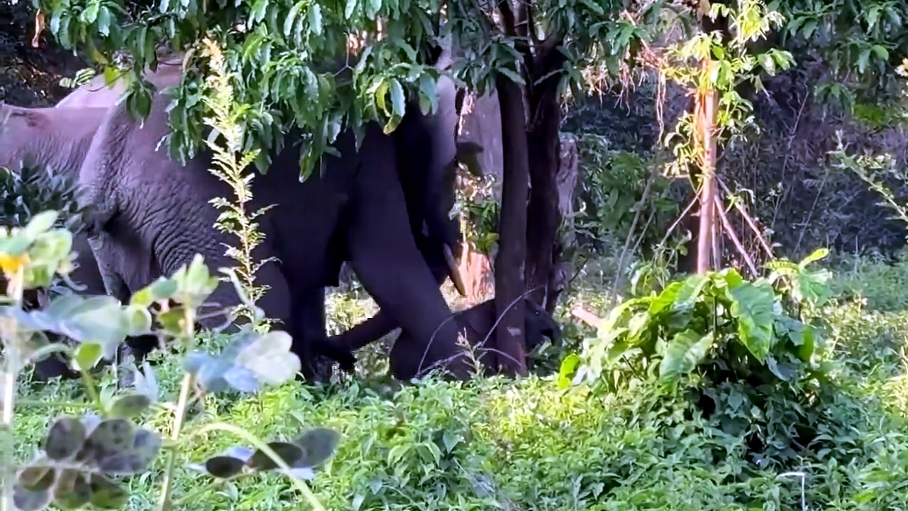 Une éléphante aide son petit coincé entre deux arbres