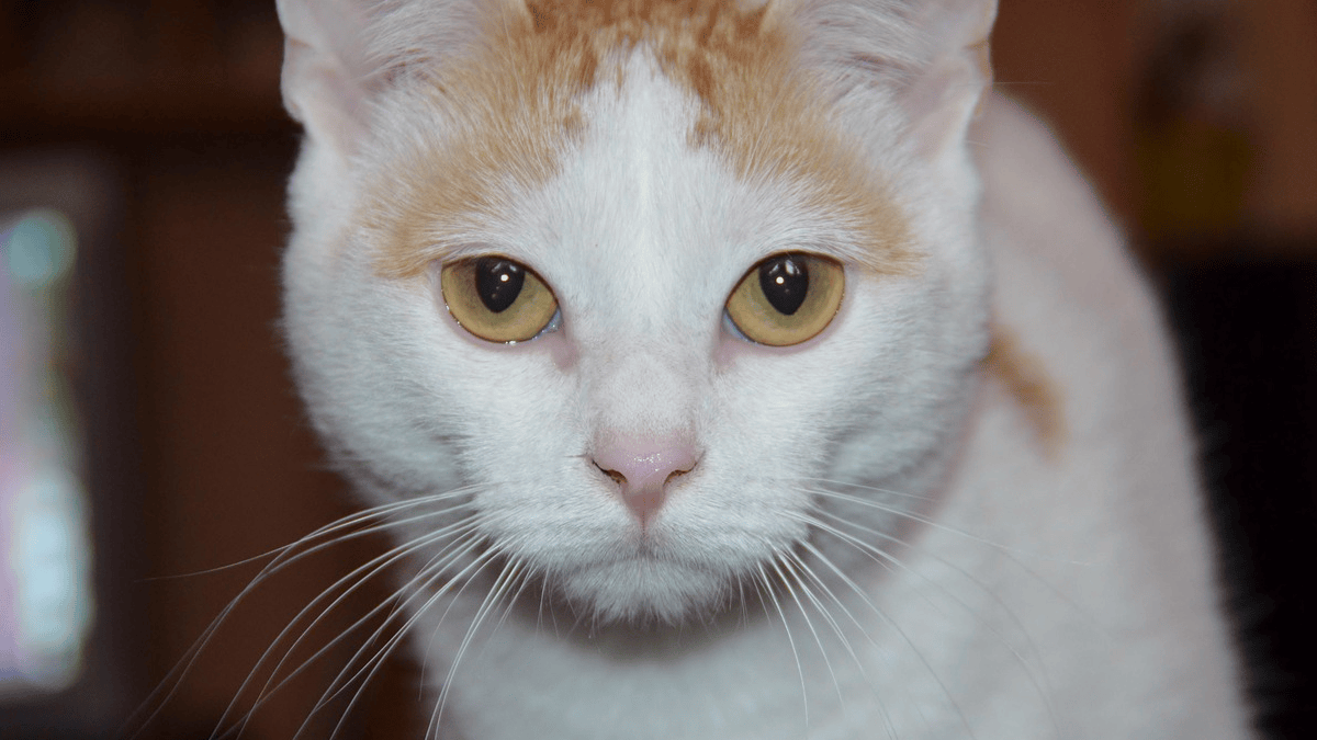 10 things your cat does while you sleep that you'd never imagine