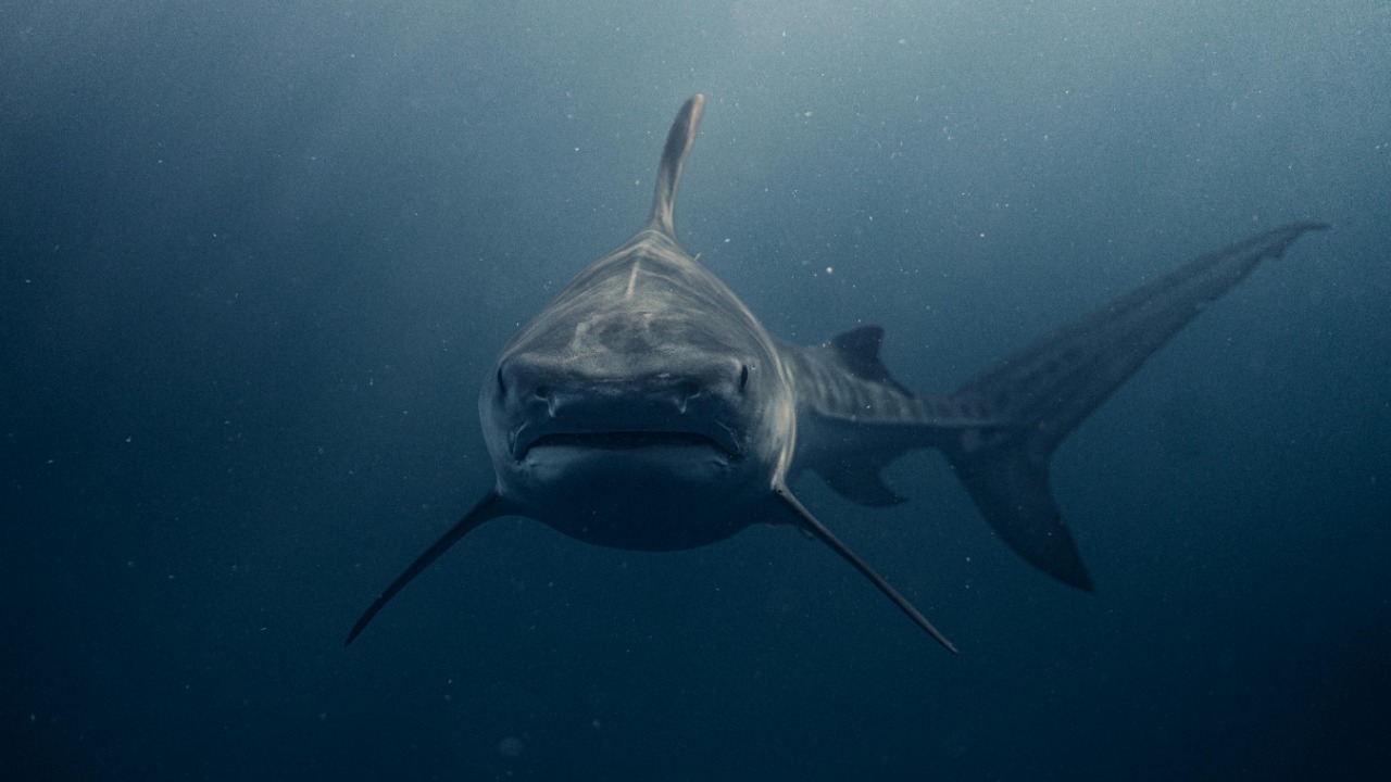 Scientists clash over why great white sharks vanished from South Africa