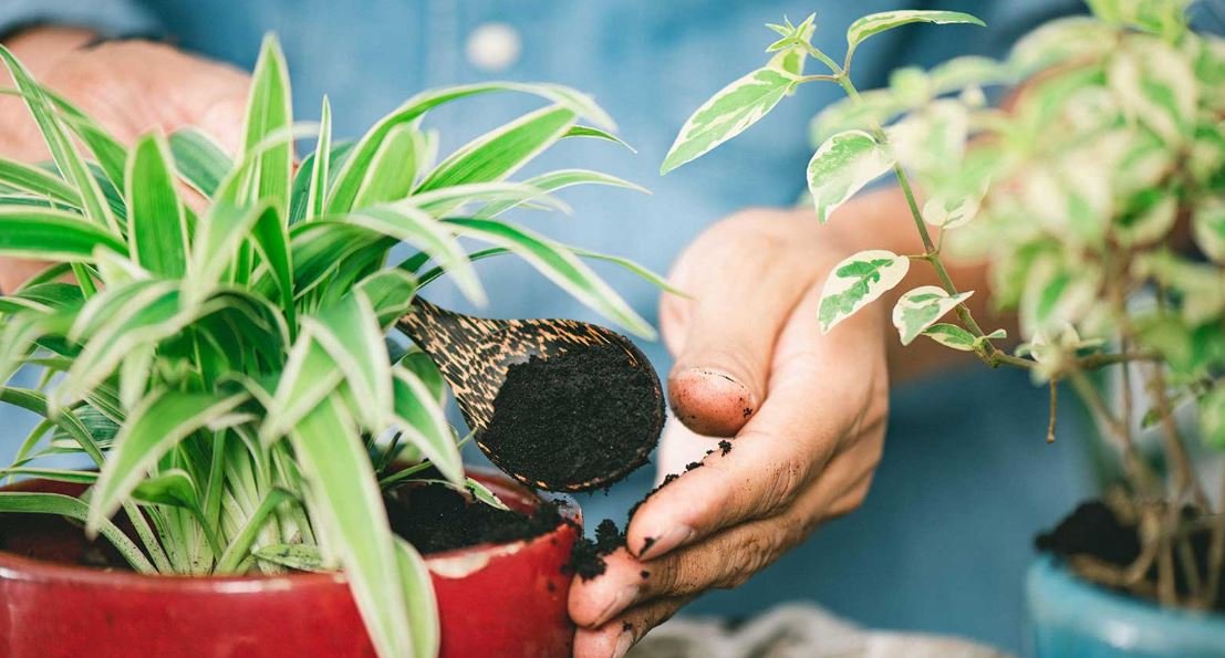 Don’t kill your greenery: The 6 plants that hate coffee grounds
