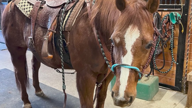 Former farm employee charged in April theft of Ruben the horse from ...