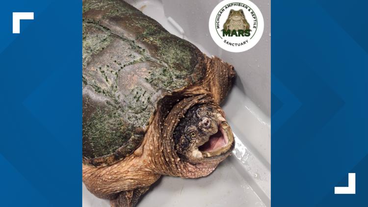 Grand Haven locals rally to rescue 'Doug the Tank,' snapping turtle ...