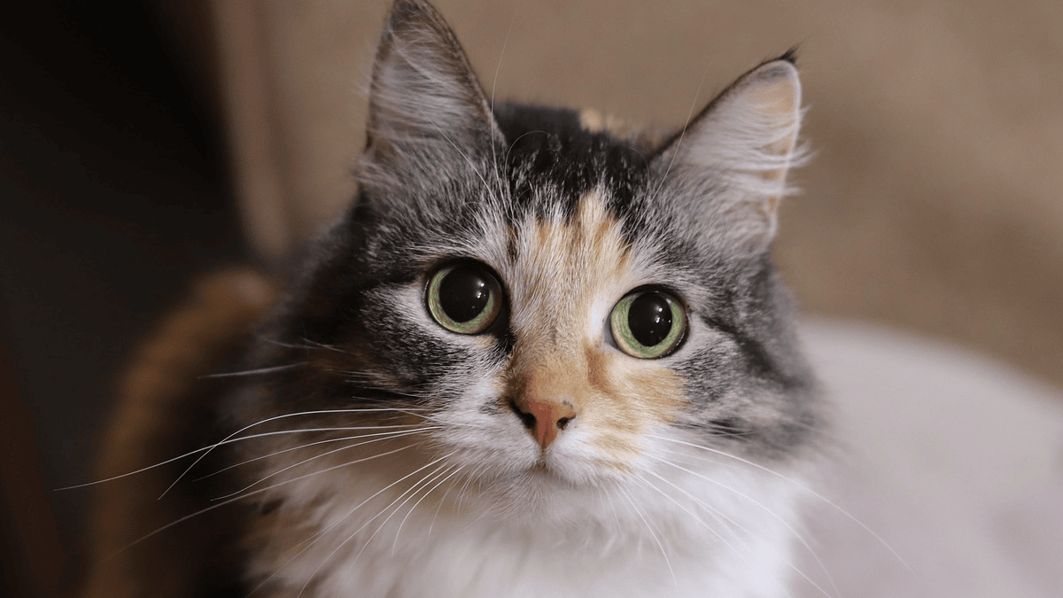 7 things your cat feels when you ignore it