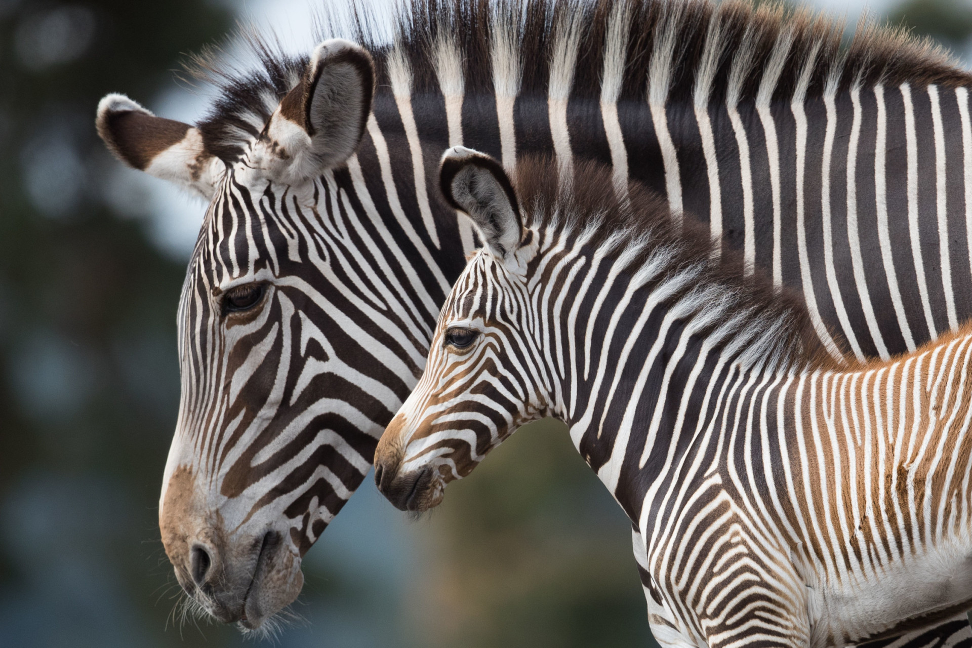 Animals you've never seen as babies