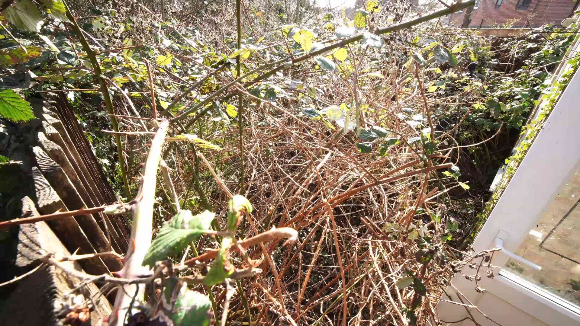 10-foot jungle hid this patio… so I cleared everything