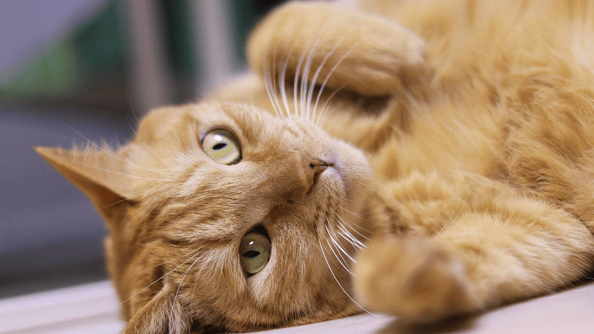 15 reasons why adopting an orange cat is the best decision of your life