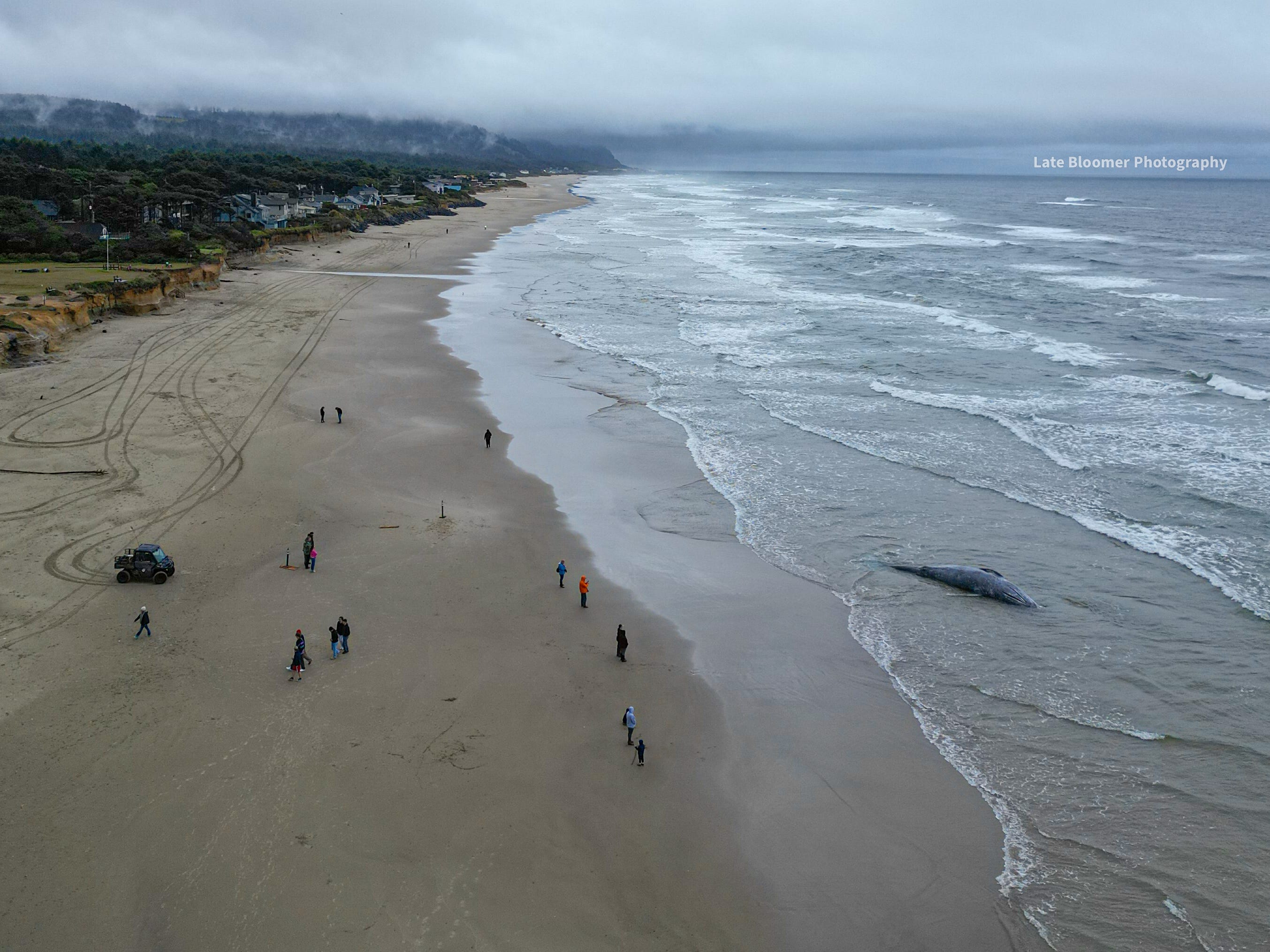 Why are gray whales washing ashore on Oregon's coast?