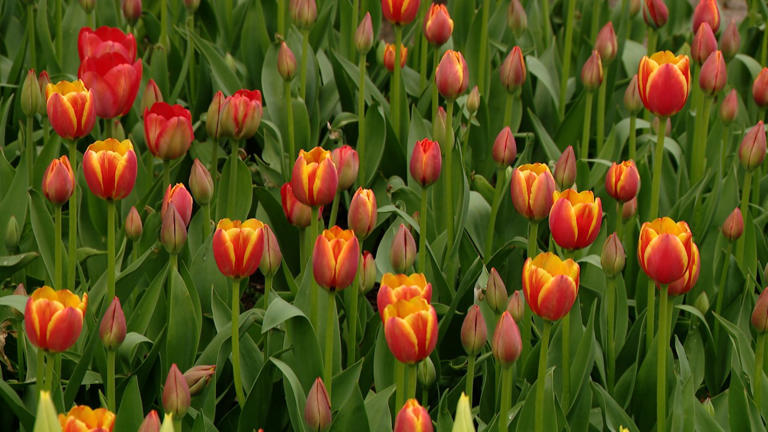 Tulip Time praises strong attendance at 2026 festival