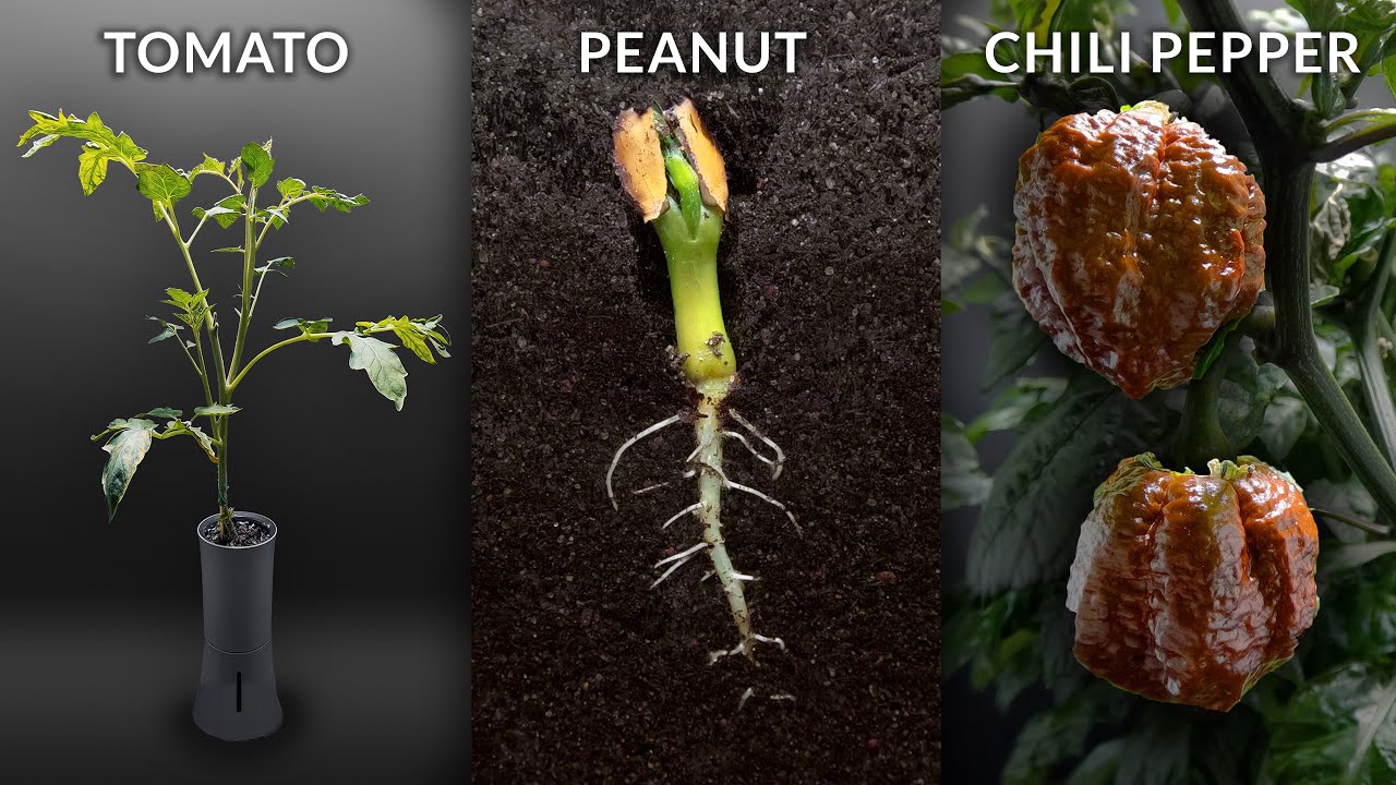 Plant time-lapse compilation