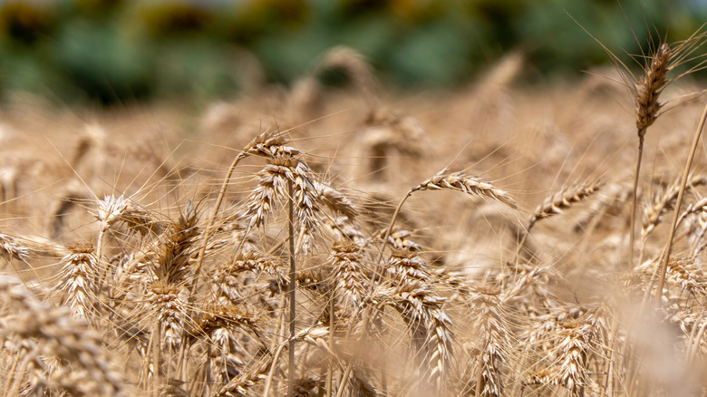 Foods that Jesus likely ate, according to a historian