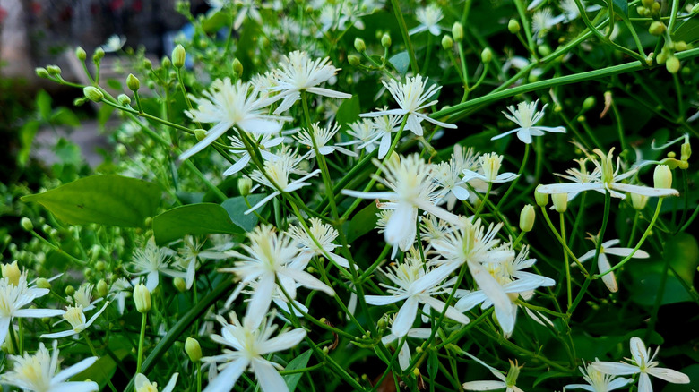 12 vining plants to avoid growing in your yard (and better alternatives ...