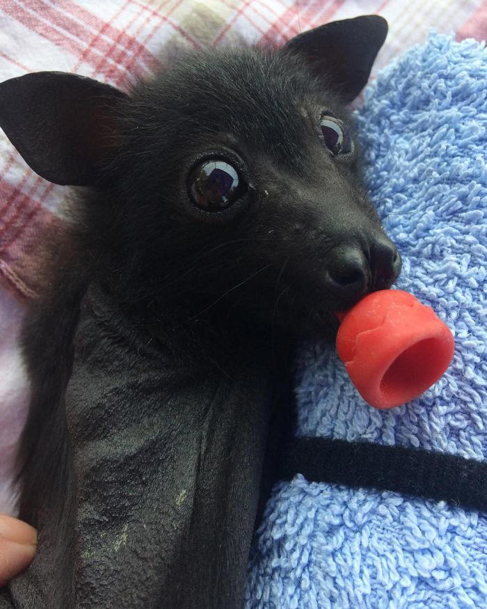 38 cute photos of bats that show how harmless they really are