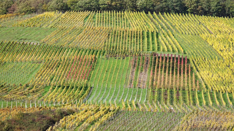 Dieses Mosel-Städtchen verzaubert mit schönen Wanderwegen