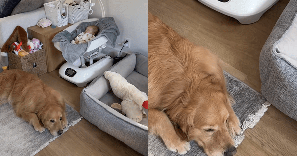 Golden retriever chooses to sleep close to the baby over anywhere else