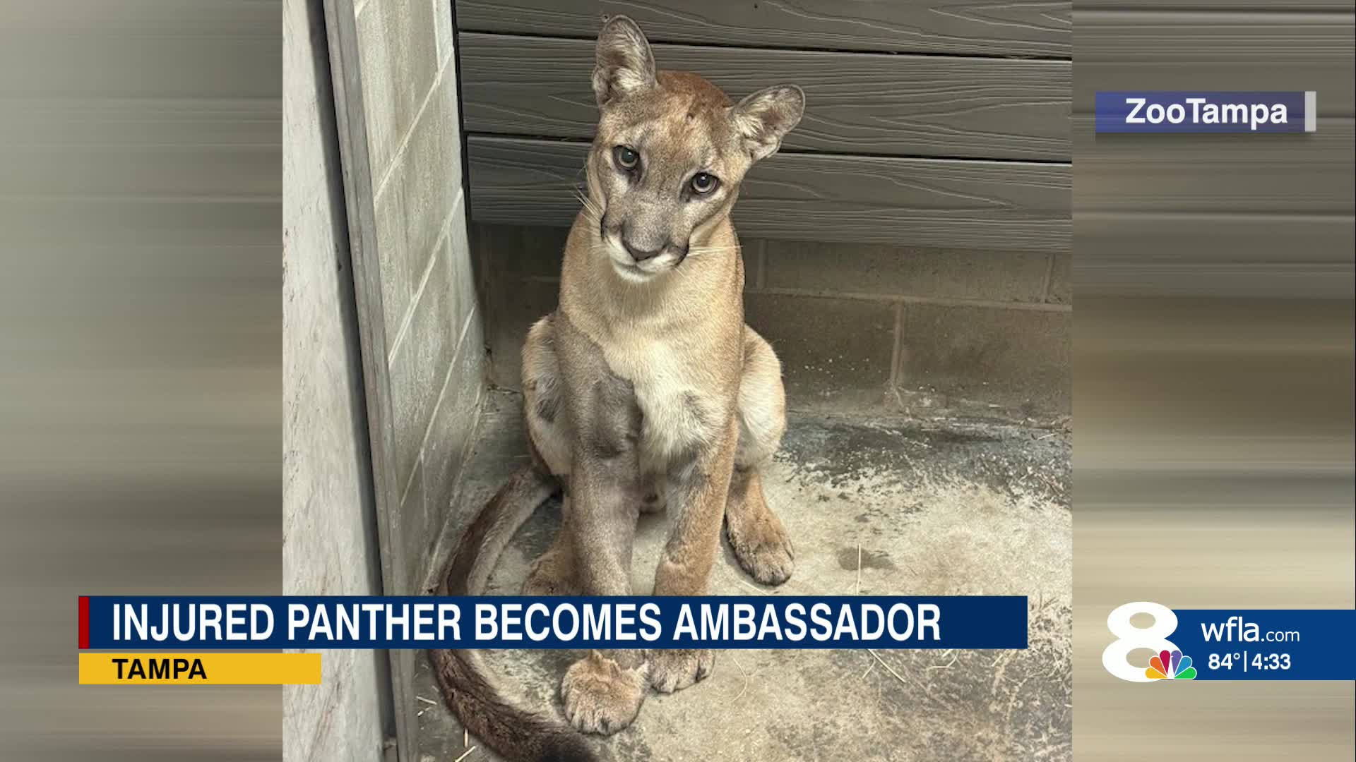 Injured Florida panther finds permanent home, becomes ambassador at ...