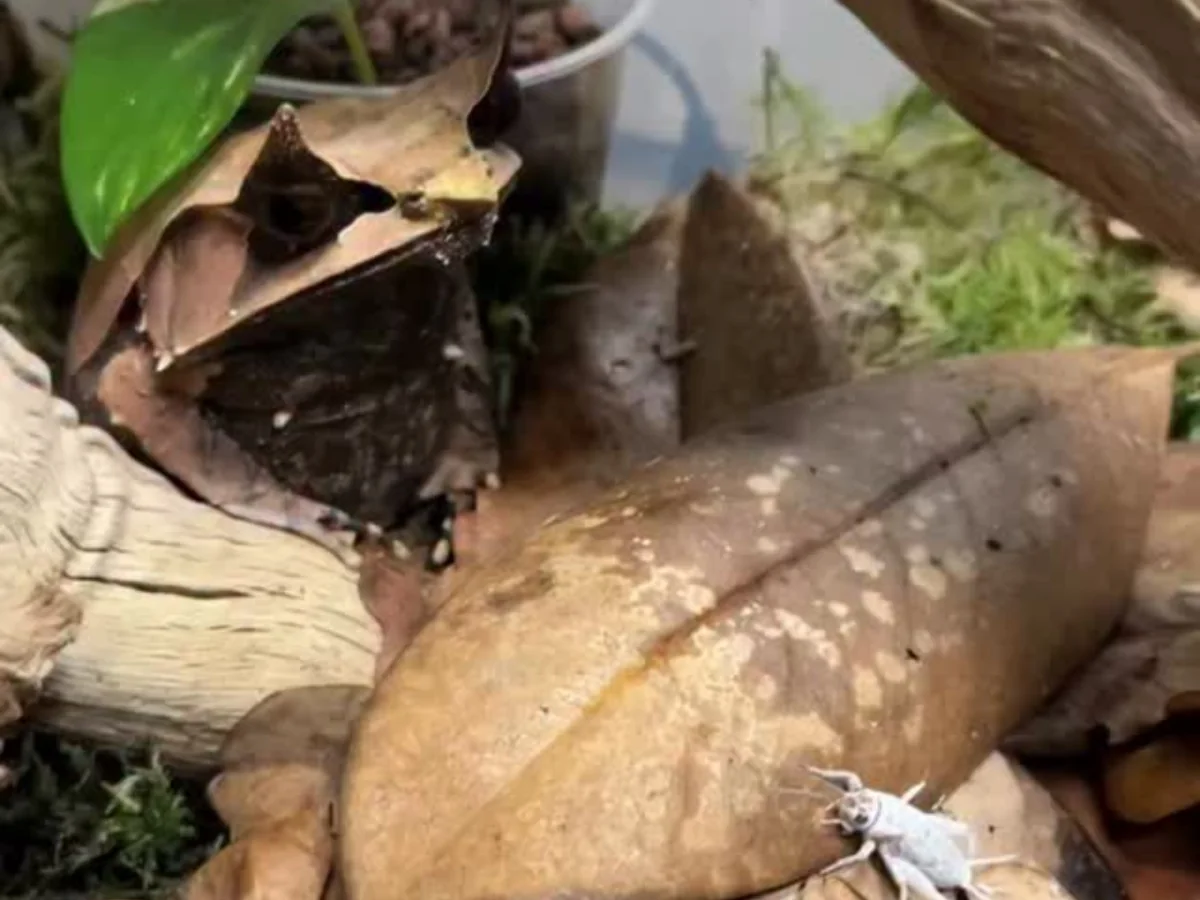 Impressionante: sapo usa camuflagem para surpreender presas