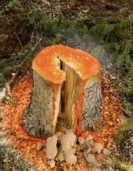 How to remove a tree trunk easily