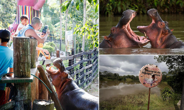 Colombia to kill scores of wild hippos after they 'escaped' Pablo ...