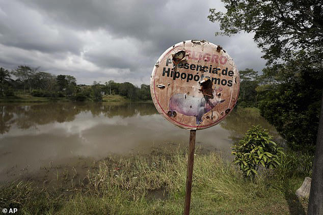Colombia to kill scores of wild hippos after they 'escaped' Pablo ...