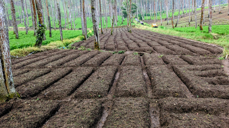 The frameless garden bed alternative that helps you save on resources