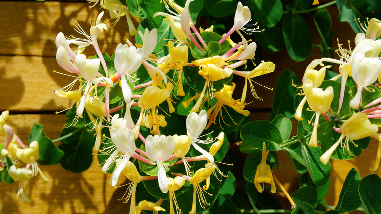12 vining plants to avoid growing in your yard (and better alternatives ...