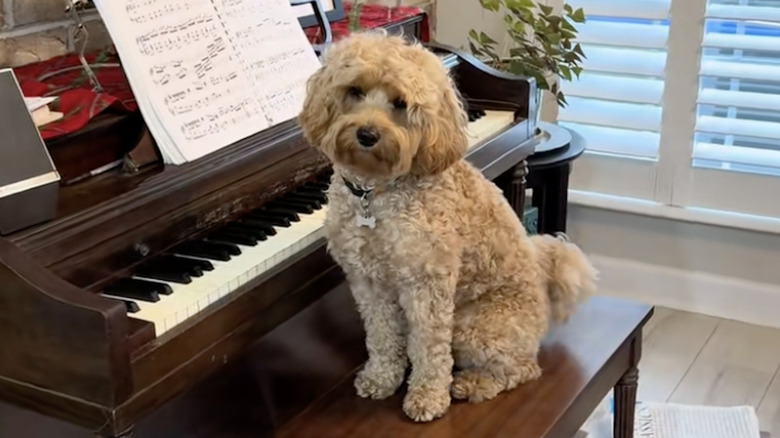 Mini goldendoodle shows off piano skills on command and we think he ...
