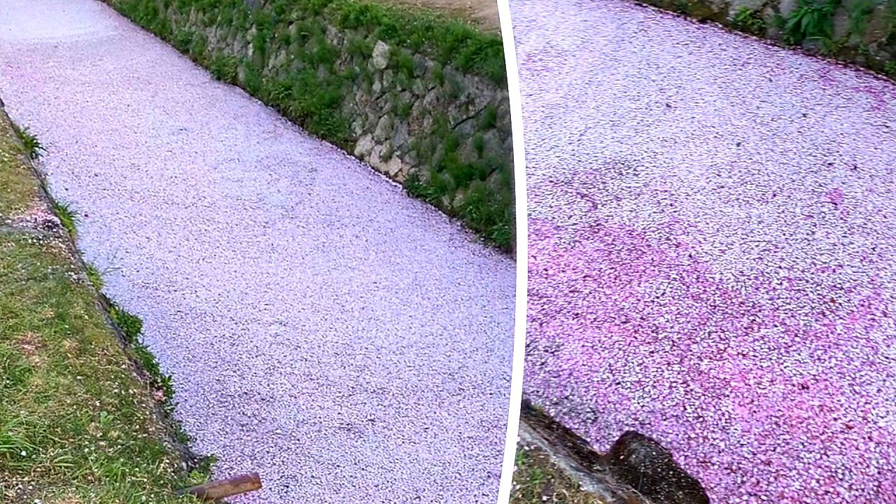 Cherry blossoms form stunning flower raft along Kyoto canal