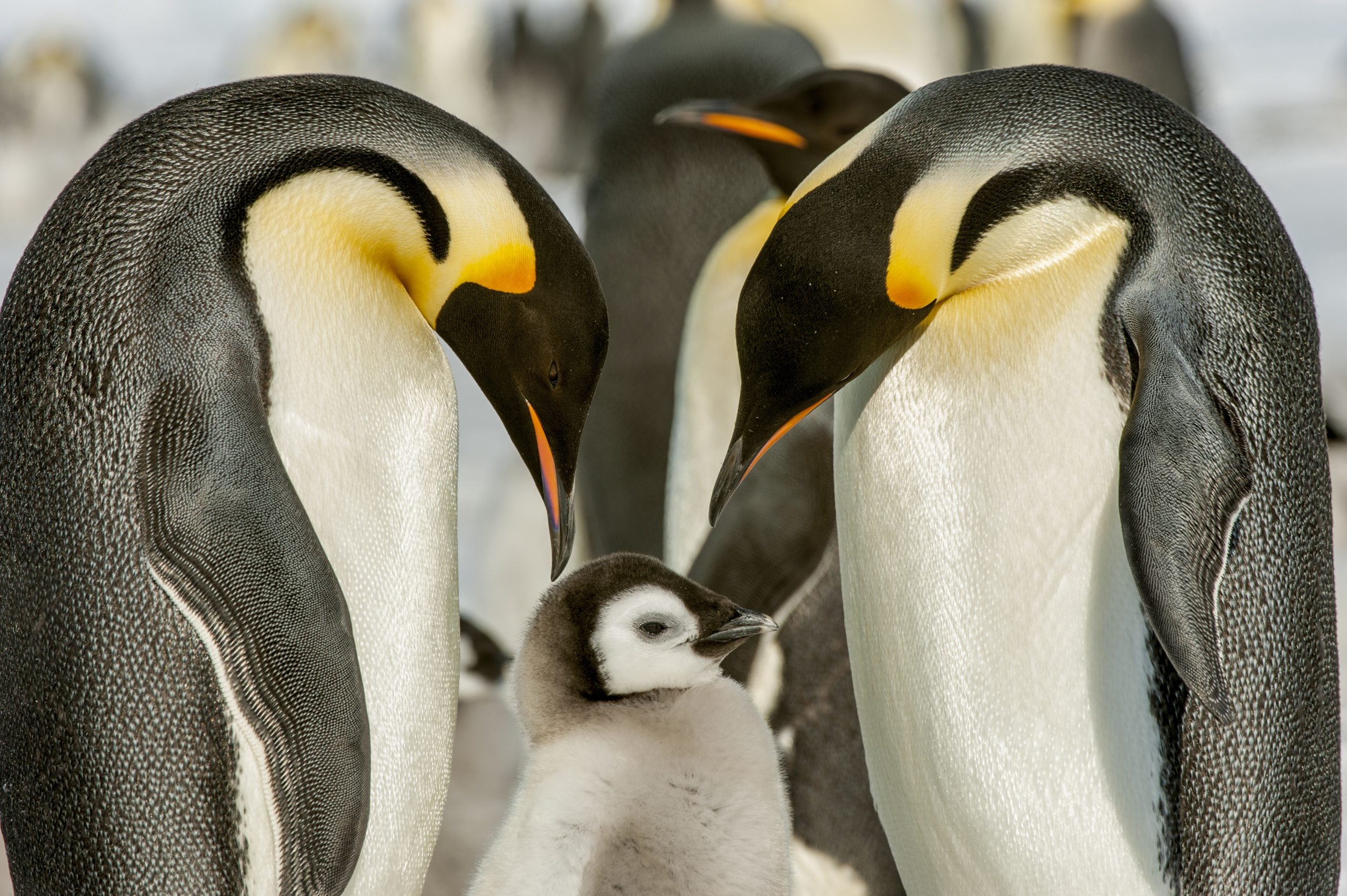Emperor penguins declared endangered species amid the decline in sea ice