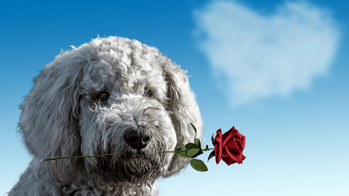 When your dog has fallen in love with you, he will show it with these 7 ...