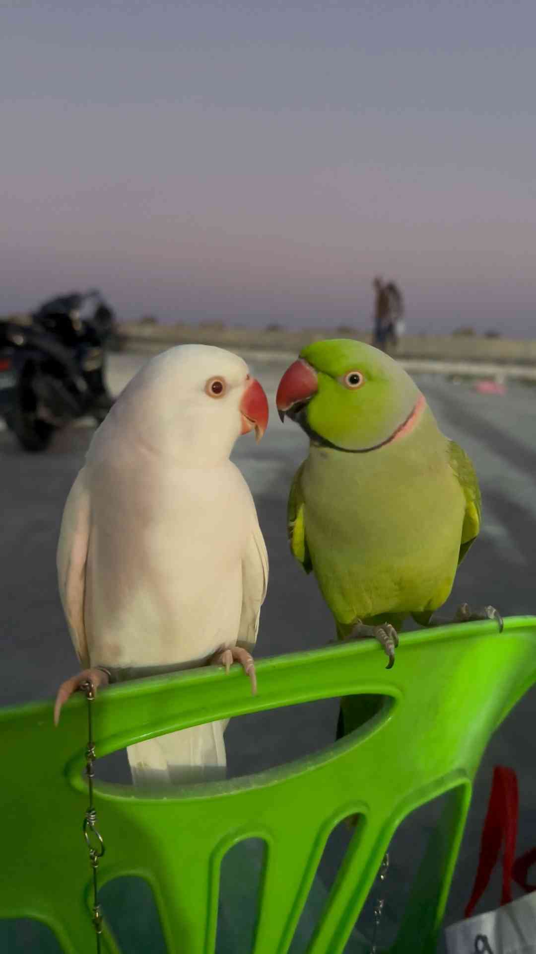 Parrots Mintee and Amber enjoy a playful date together