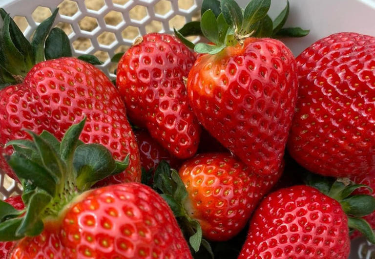 Strawberry season is back: Pick your own fresh berries at this ...