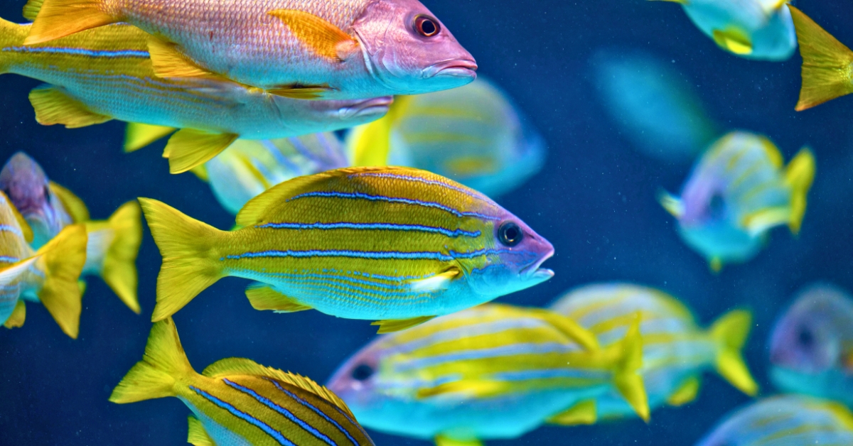 What is a baby fish called?