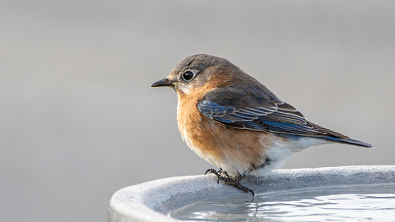 Turn an old trash can lid into a bird bath that's easy to make