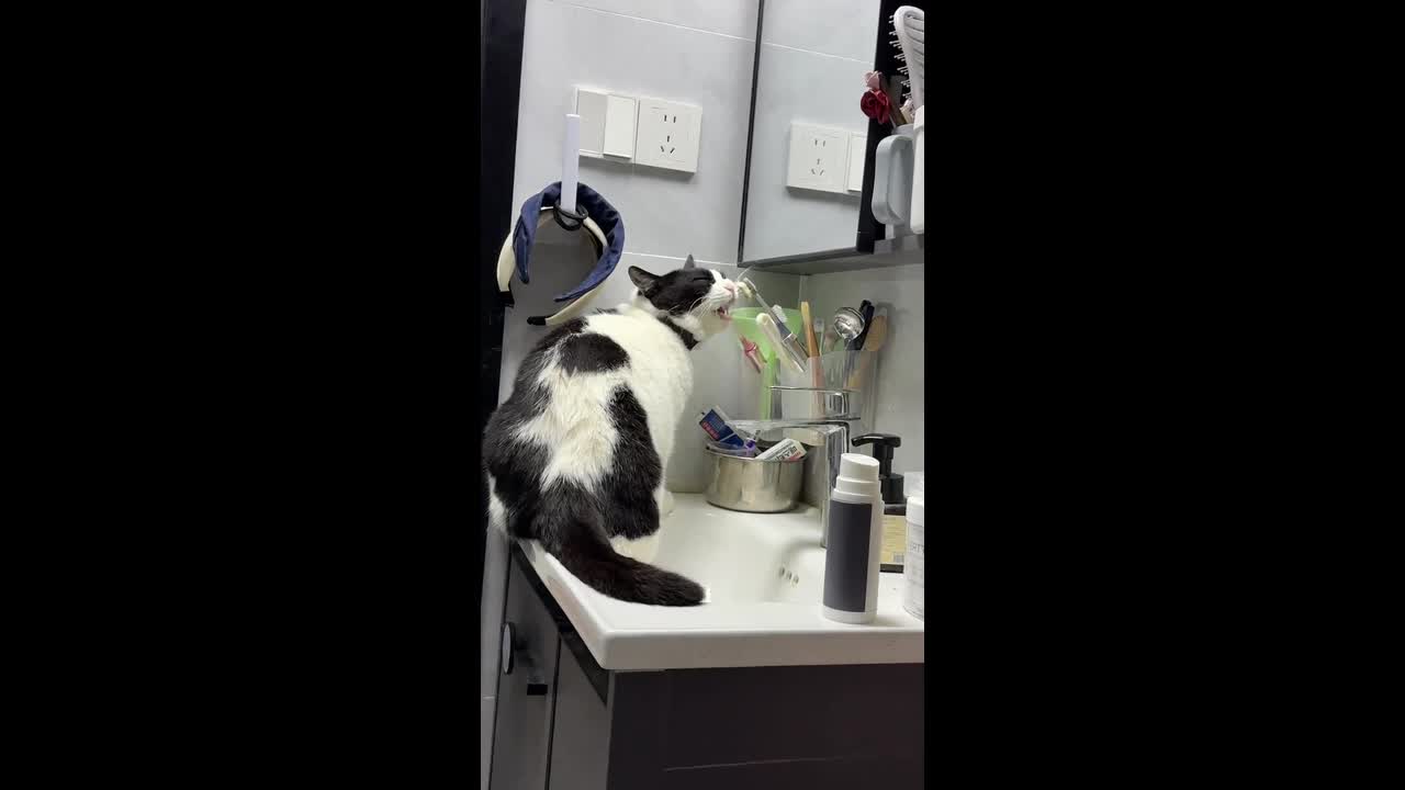 Cat plays with toothbrush in bathroom in Hubei, China