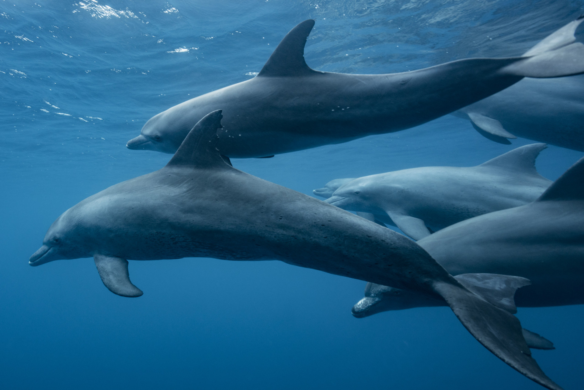 Delightful dolphin facts that will surprise you