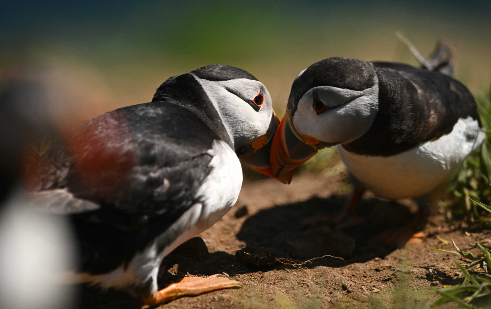 Puffins: The charismatic seabirds of the North