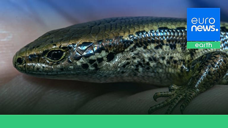 World's rarest lizards were on the brink of extinction until New ...