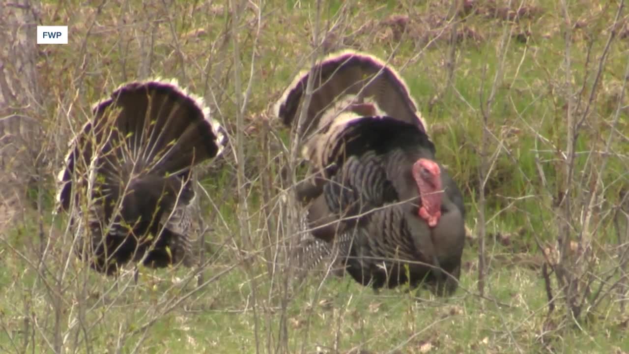 Montana spring turkey hunting season brings new start date rules for ...