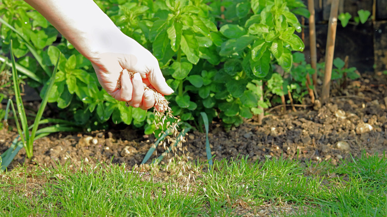 Not grass, not Irish moss: Here's a prettier lawn solution
