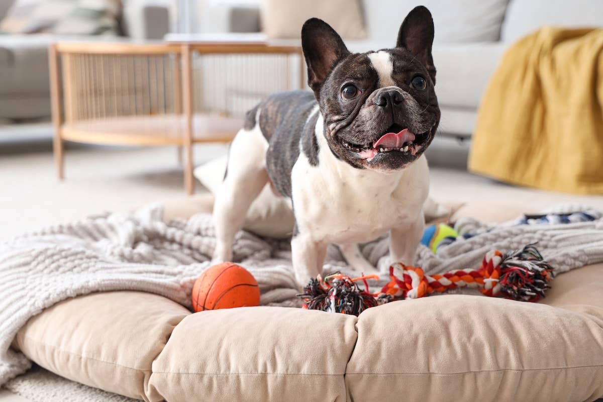 Why French bulldogs are the top choice for busy dog owners