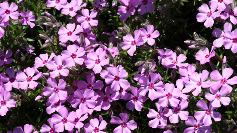 Not grass, not Irish moss: Here's a prettier lawn solution