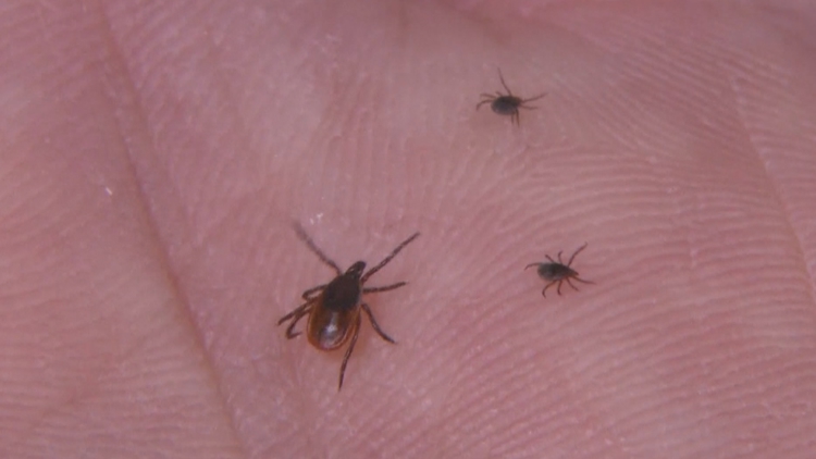 Tick season ramps up in Central Georgia as experts warn of growing risk ...