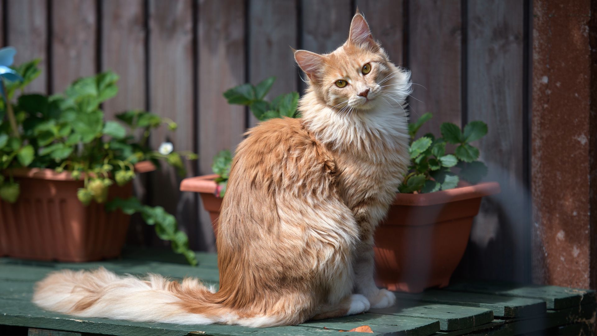 Cat breeds that are perfect for families