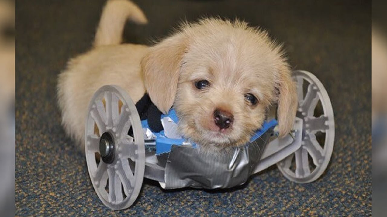 Adorable puppy born with two legs gets a chance to walk again!