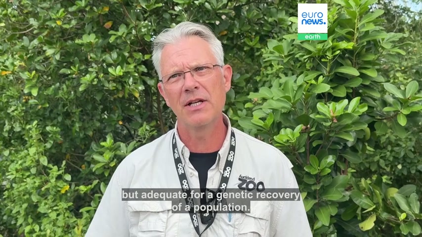 World's rarest lizards were on the brink of extinction until New ...