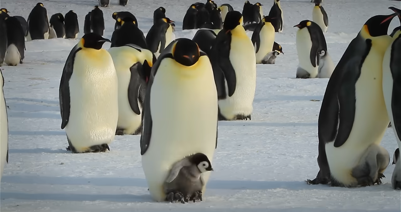 Watch what happens when a penguin colony thrives on a volcanic island