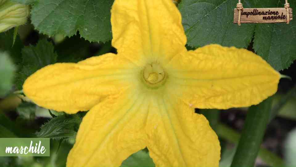 Impollinazione delle zucchine: fai come le api, per avere più frutti