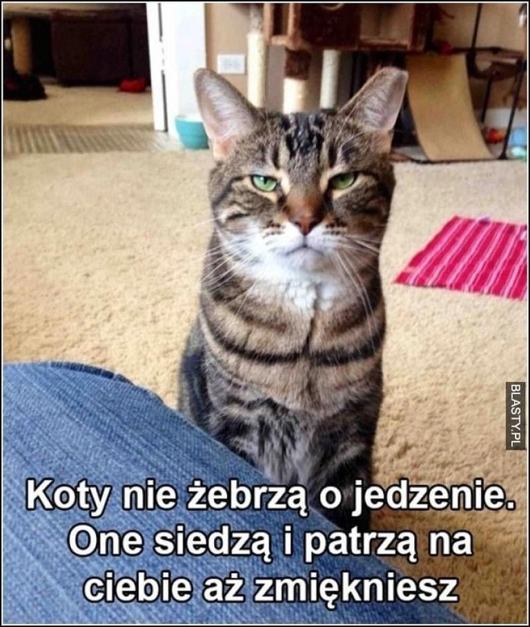 Najlepsze memy o kotach. Futrzaste kocury dzielą i rządzą w internecie ...