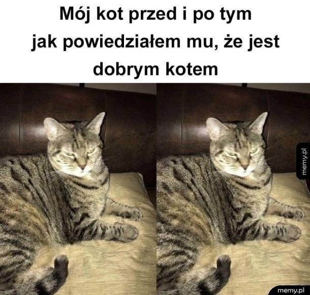 Najlepsze memy o kotach. Futrzaste kocury dzielą i rządzą w internecie ...