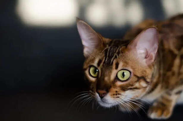 Why is the Bengal cat considered dangerous?